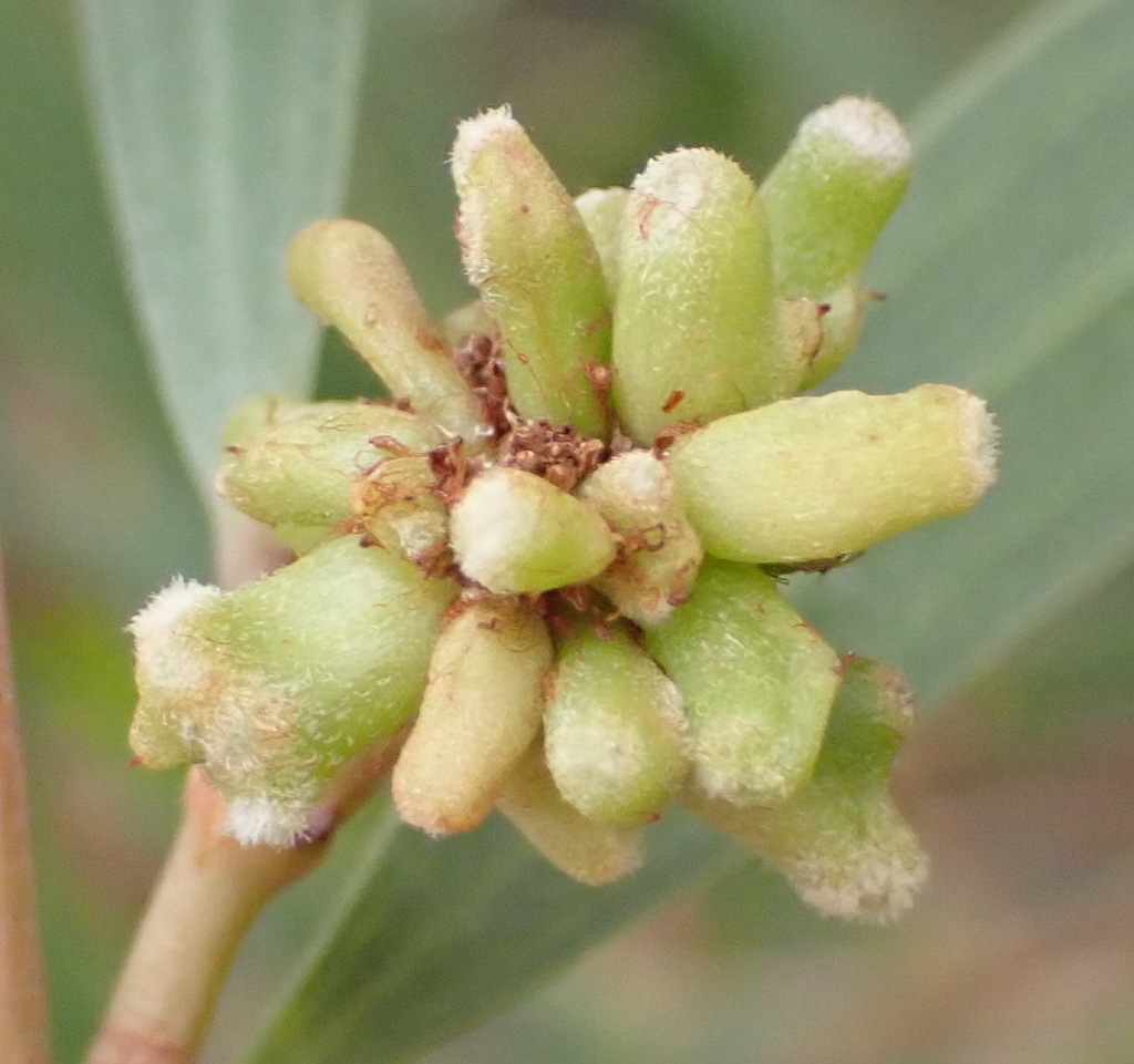 Rooikrans Gall Midge from Church Street, Brenton-on-Sea, Garden Route ...