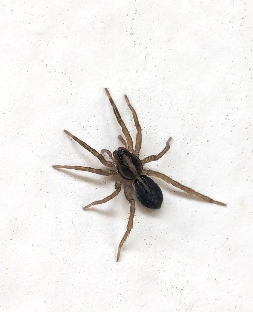 Rustic Wolf Spider from Humanities Building, Bellingham, WA 98225, USA ...