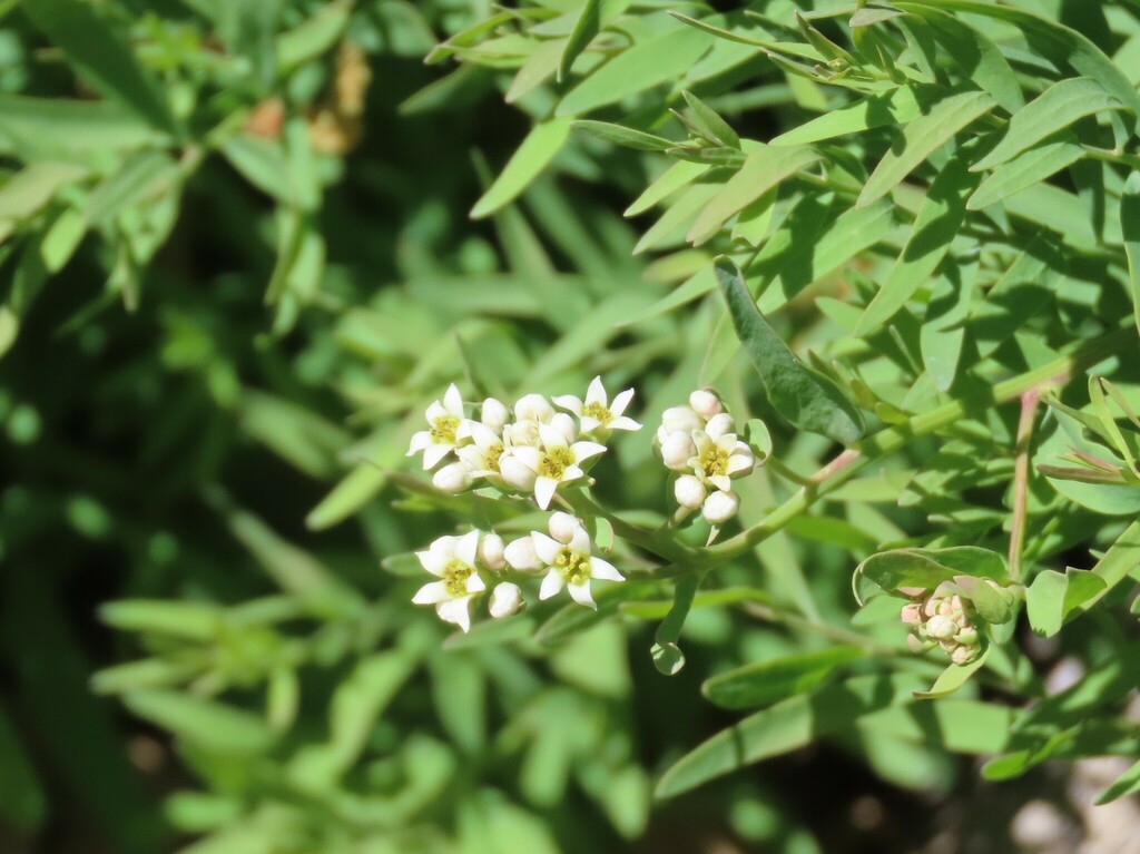 western comandra from Cochise County, AZ, USA on May 3, 2024 at 09:29 ...