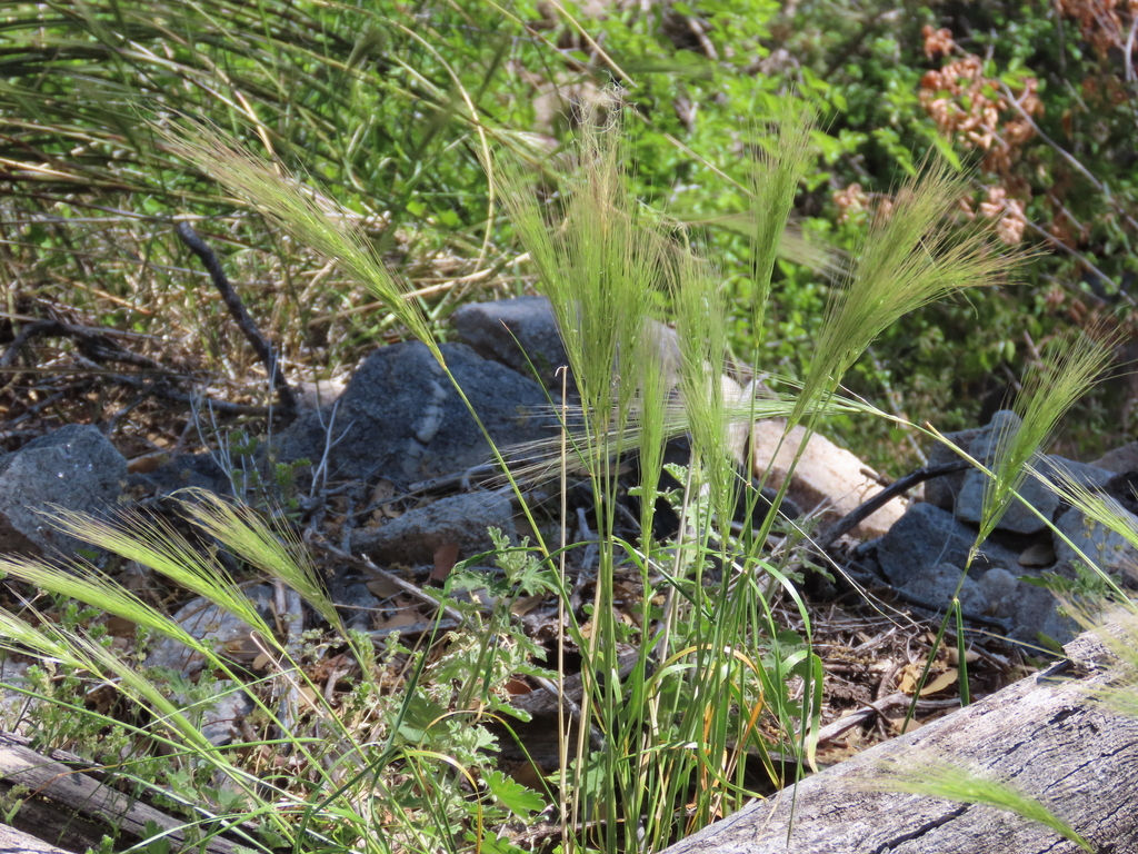 Foxtail Barley from Cochise County, AZ, USA on May 3, 2024 at 09:35 AM ...