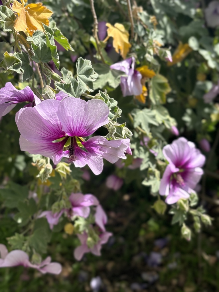 Sea Mallow from Channel St, San Francisco, CA, US on April 10, 2024 at ...