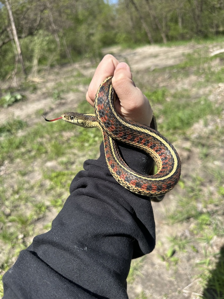 Common Garter Snake in May 2024 by Anna Olderbak. 73°. Stretched out ...