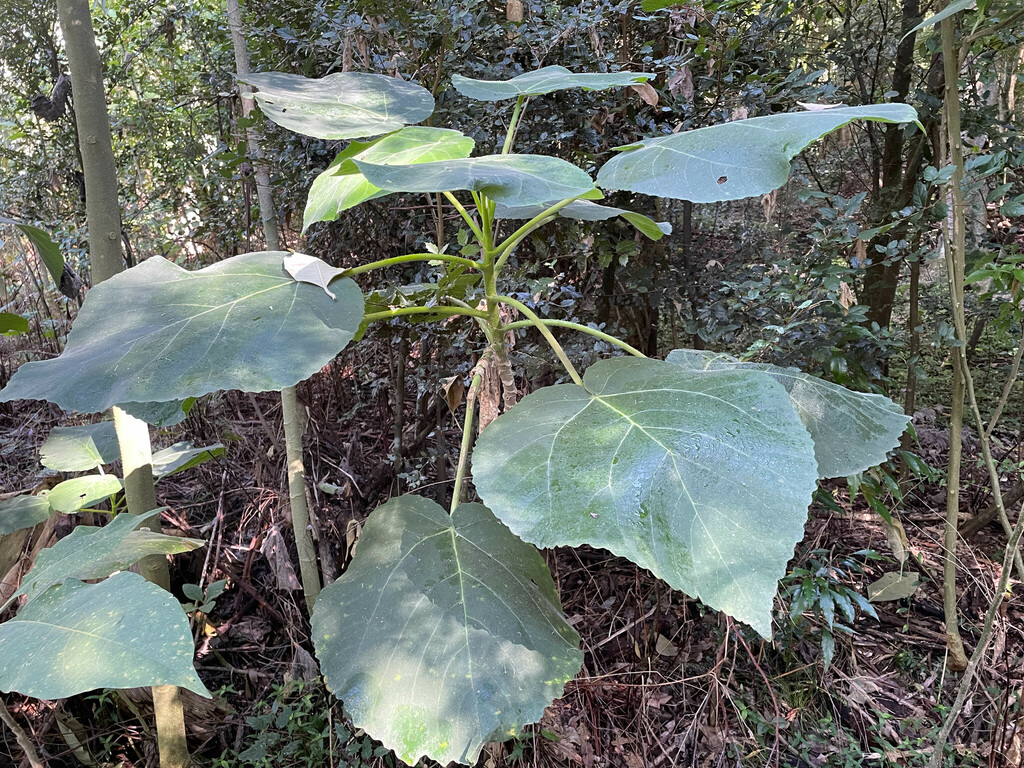 Giant Stinging Tree from Wingham NSW 2429, Australia on February 18 ...