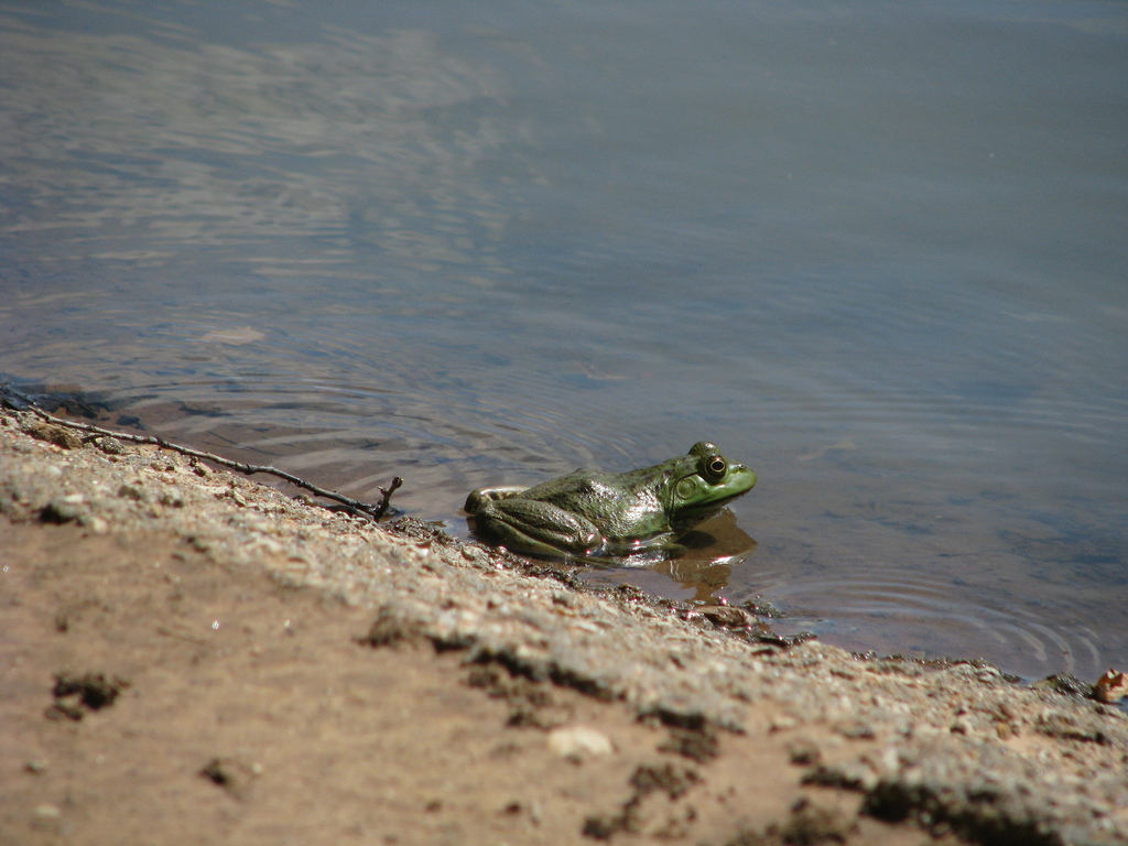 American Bullfrog from Tulsa, OK, USA on May 3, 2024 at 01:41 PM by ...