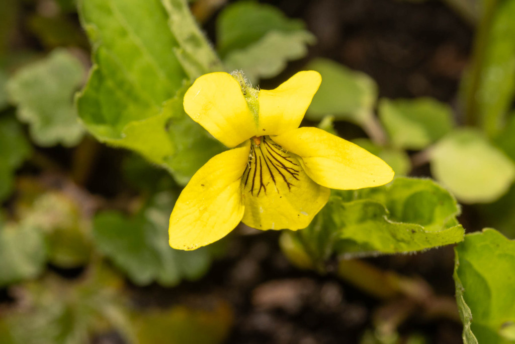 Smooth Yellow Violet from Waukesha County, WI, USA on May 3, 2024 at 10 ...