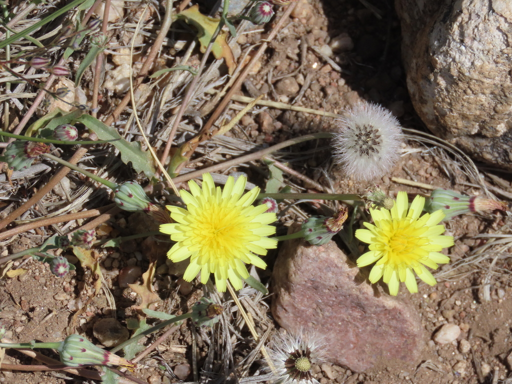 Fendler's Desertdandelion from Cochise County, AZ, USA on May 3, 2024 ...