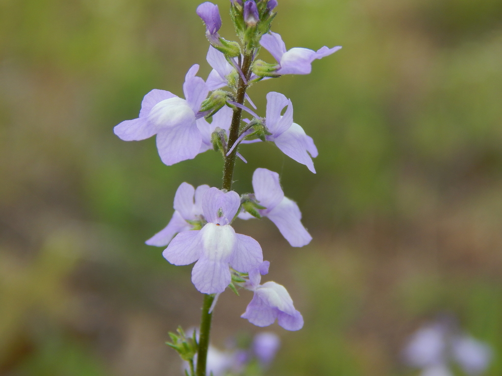 Canada toadflax from Pitt County, NC, USA on April 17, 2019 at 05:35 PM ...