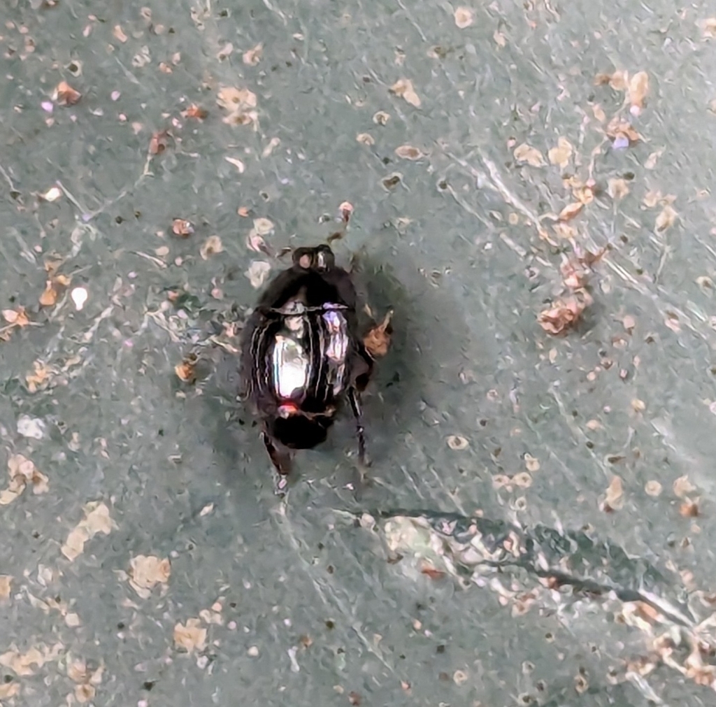 Hister Beetles from Lents, Portland, OR, USA on May 3, 2024 at 01:48 PM ...