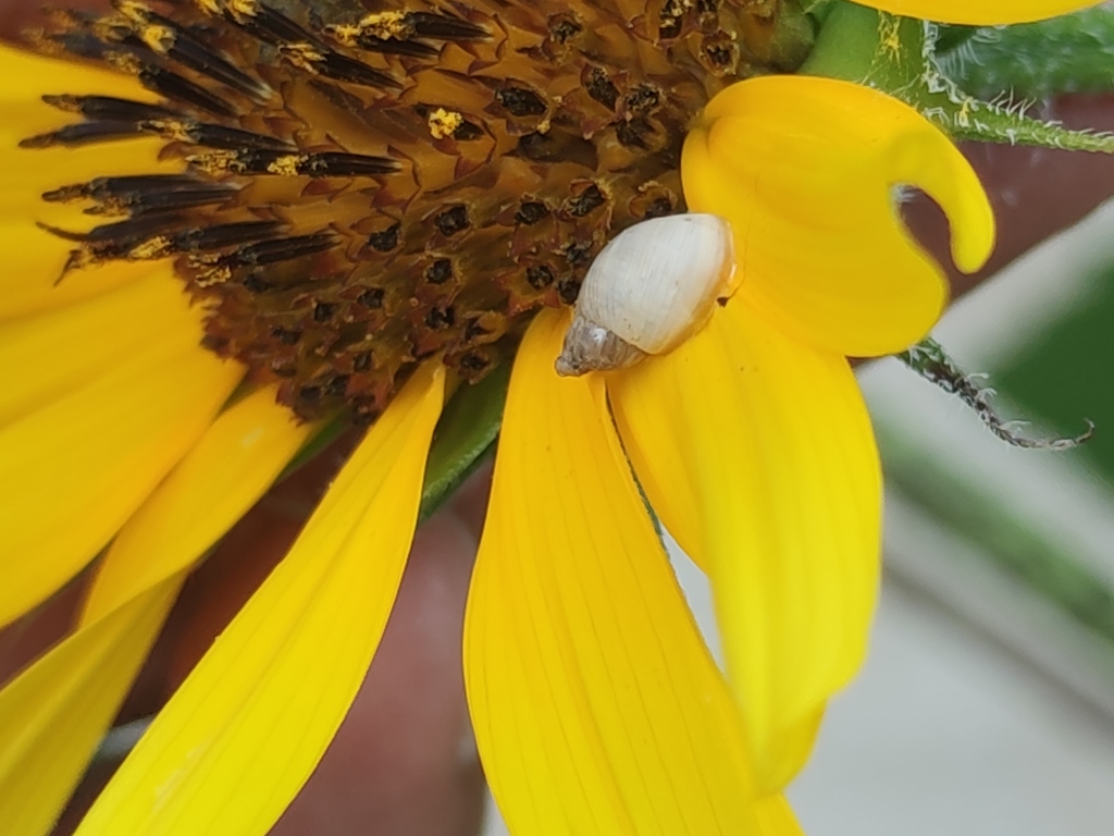Prairie Rabdotus from Rincón de La Sierra, 67194 Guadalupe, N.L ...