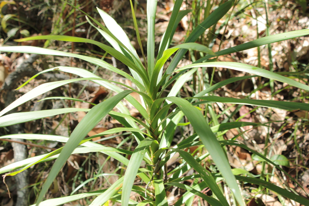 Slender Palm Lily from Arakoon NSW 2431, Australia on September 20 ...