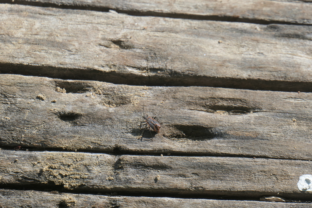 Eastern Boxelder Bug from Northwest Washington, Washington, DC, USA on ...