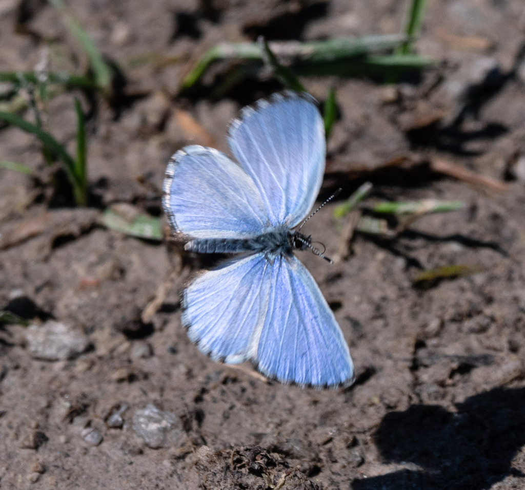 Northern Azure from Carden Alvar, ON, Canada on May 2, 2024 at 02:17 PM ...