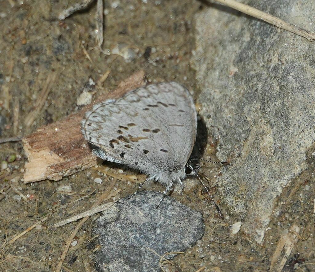 Northern Azure from Leeds and Grenville United Counties, ON, Canada on ...
