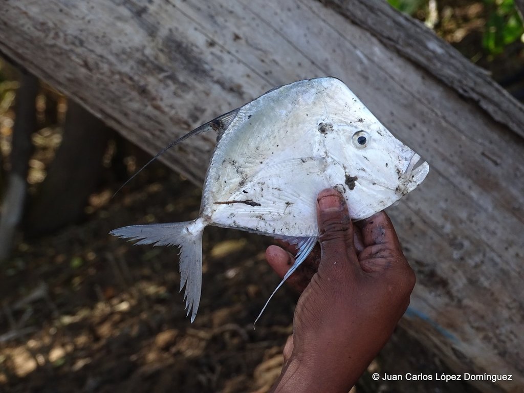 Hairfin Lookdown from Mazatlán, Sinaloa, Mexico on April 27, 2019 at 11 ...