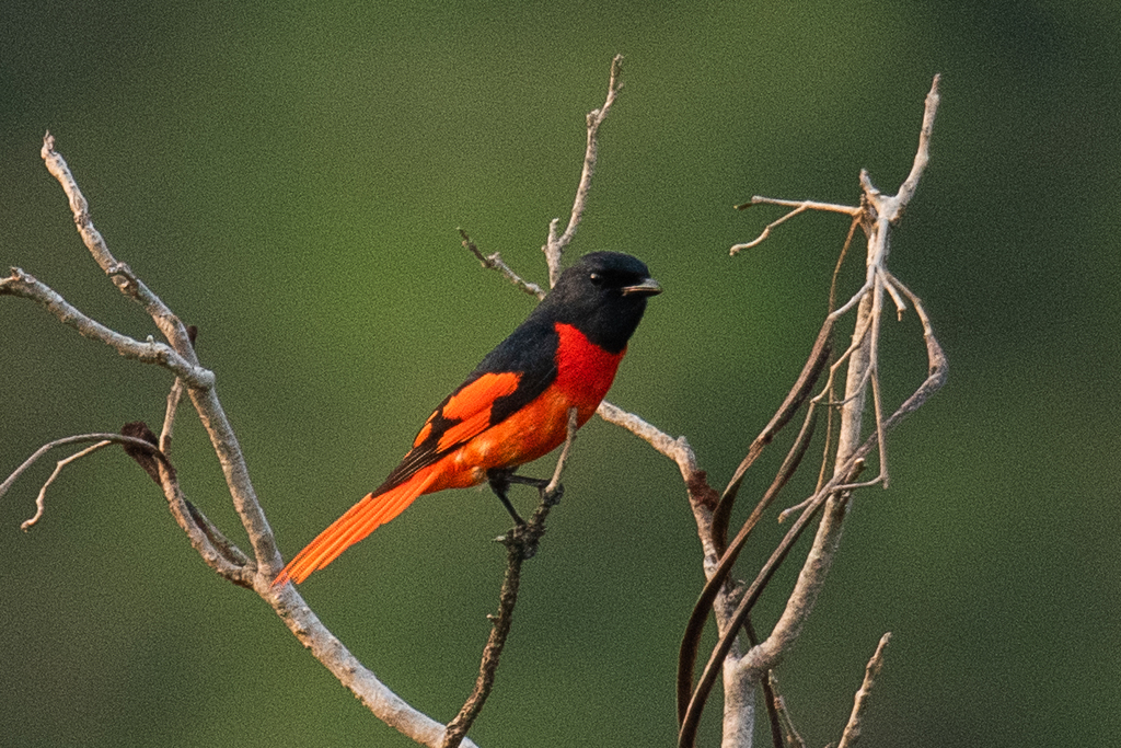 Scarlet Minivet (BIRDS OF ACHANAKMAR TIGER RESERVE CHHATTISGARH ...