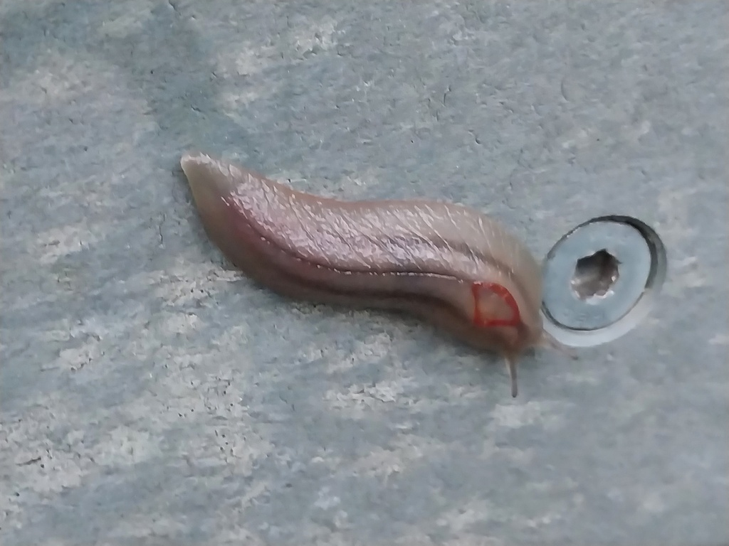 Red Triangle Slug in May 2024 by baronsamedi · iNaturalist