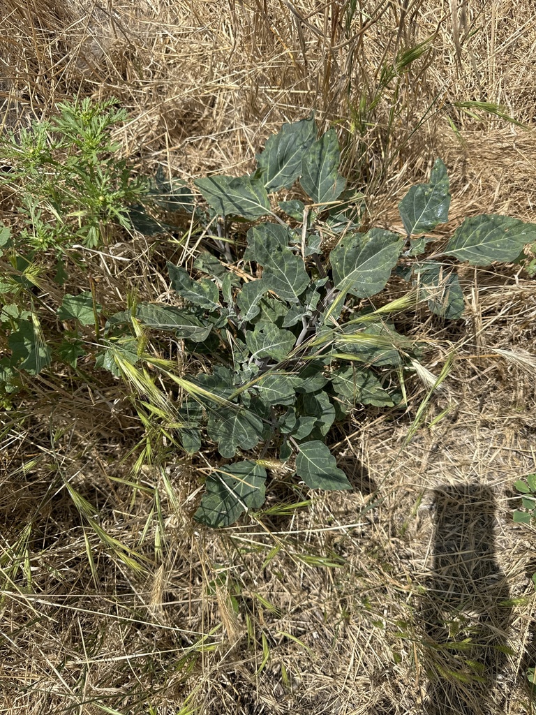 Sacred Datura from Morley Field Sports Complex, San Diego, CA, US on ...