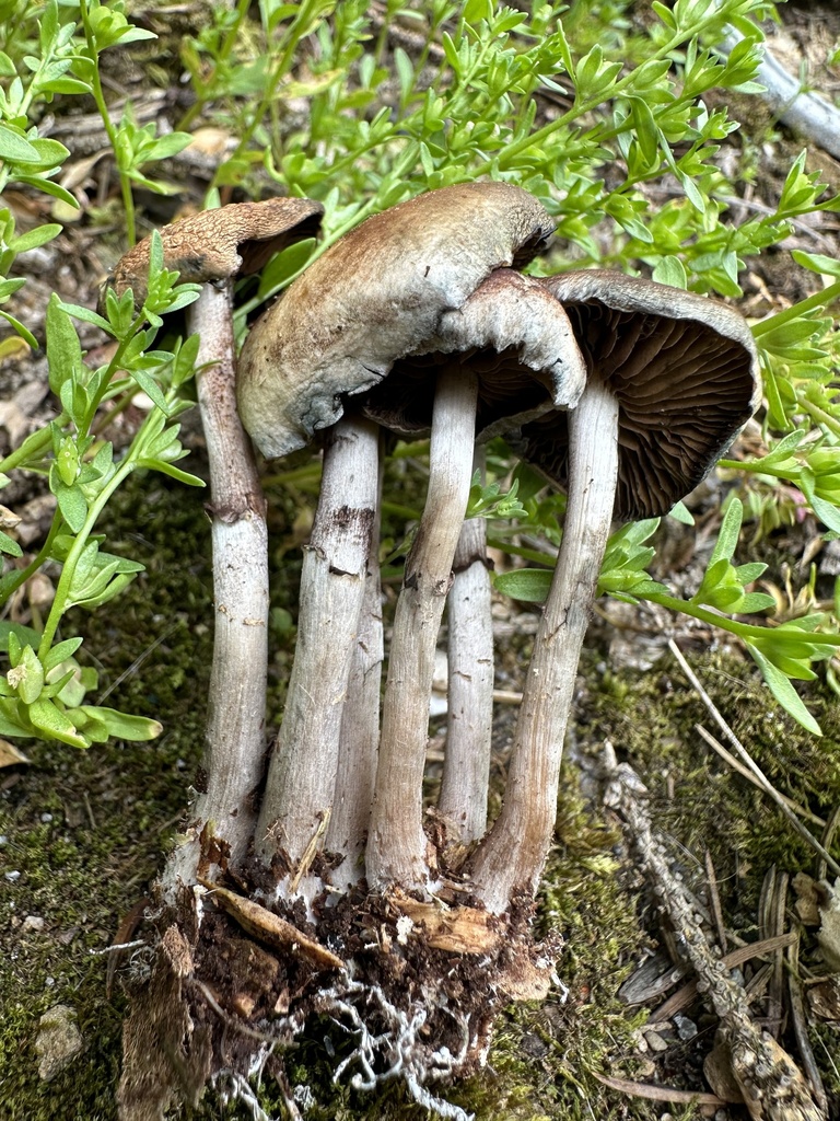 Psychedelic Ovoid Mushroom from Davidson St, Aliquippa, PA, US on May 3 ...