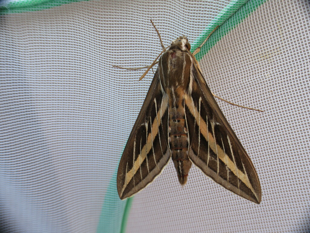 White-lined Sphinx from Bellbrook, Greene County, OH, USA on May 2 ...