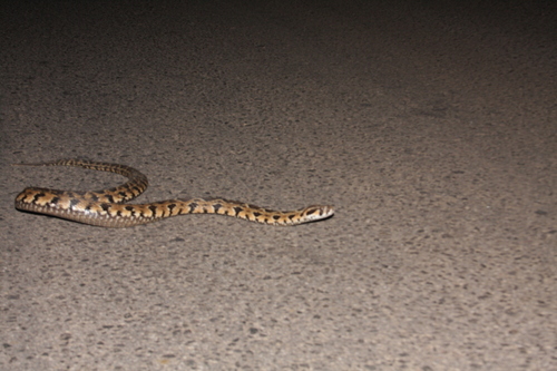Palestine Viper (Daboia palaestinae) - Snakes and Lizards