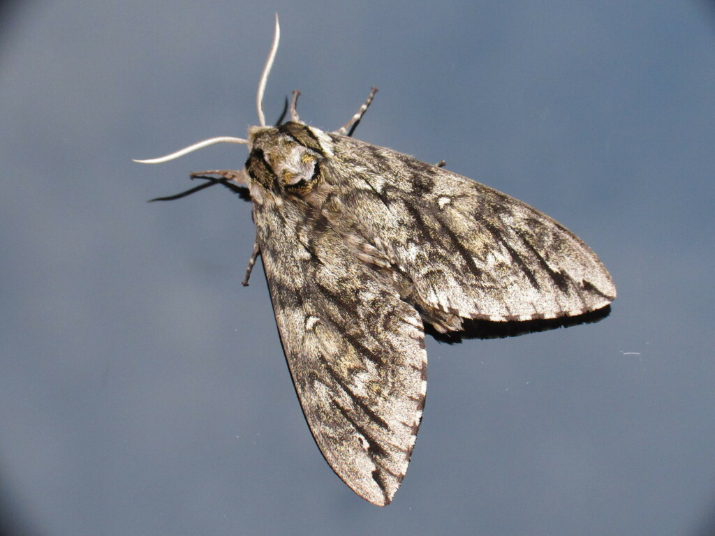 Waved Sphinx from Bellbrook, Greene County, OH, USA on May 03, 2024 at ...