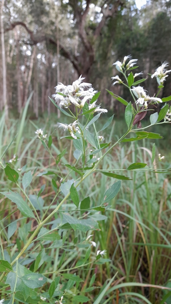 groundsel tree from Sandy Beach NSW 2456, Australia on May 4, 2024 at ...