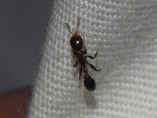 Shining Dark Twig Ant from New Braunfels, TX, USA on May 2, 2024 at 10: ...