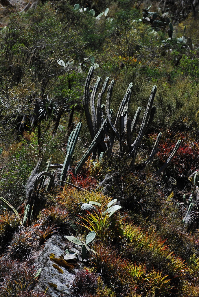Bolivian torch cactus from Departamento de La Paz, Bolivia on April 26 ...