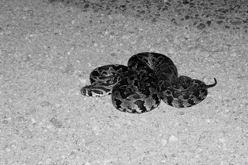Palestine Viper (Daboia palaestinae) - Snakes and Lizards