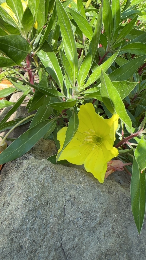 bigfruit evening primrose from Troost Ave, Kansas City, MO, US on May 3 ...