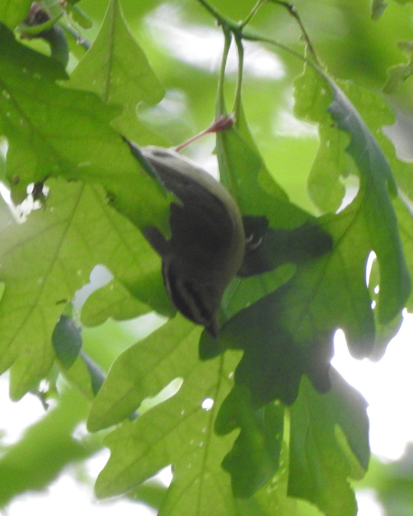 Worm-eating Warbler from Caroline County, MD, USA on May 3, 2024 at 05: ...
