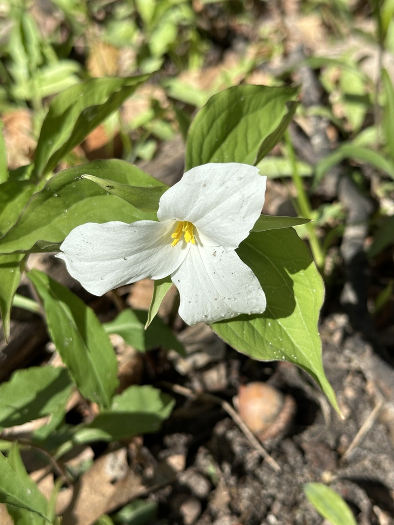 large white trillium from Suttons Bay, MI, US on May 3, 2024 at 04:39 ...
