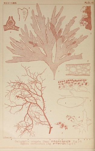 Callophyllis crispata · iNaturalist