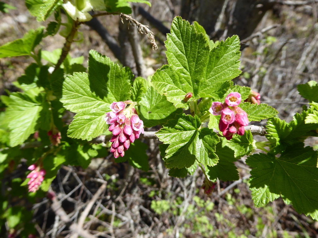 mountain pink currant from San Diego County, CA, USA on May 3, 2024 at ...