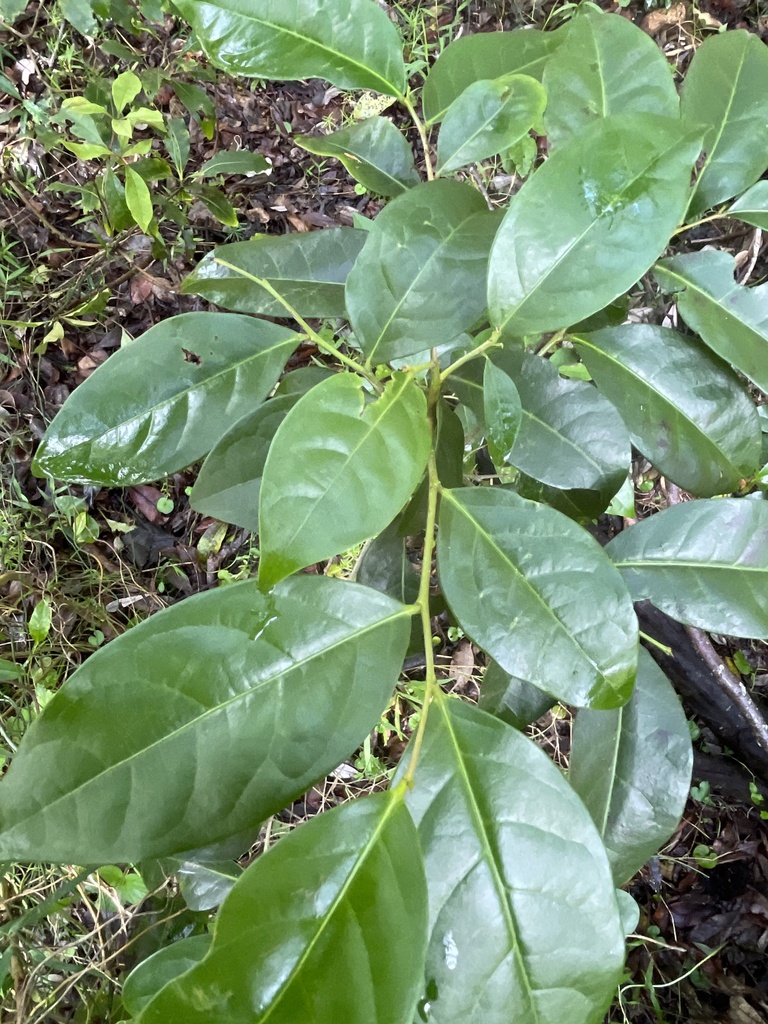 Cheese Tree from Glenrock State Conservation Area, Dudley, NSW, AU on May 4, 2024 at 10:31 AM by ...
