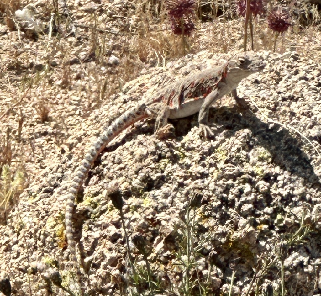 Long-nosed Leopard Lizard from Joshua Tree National Park, Indio, CA, US ...