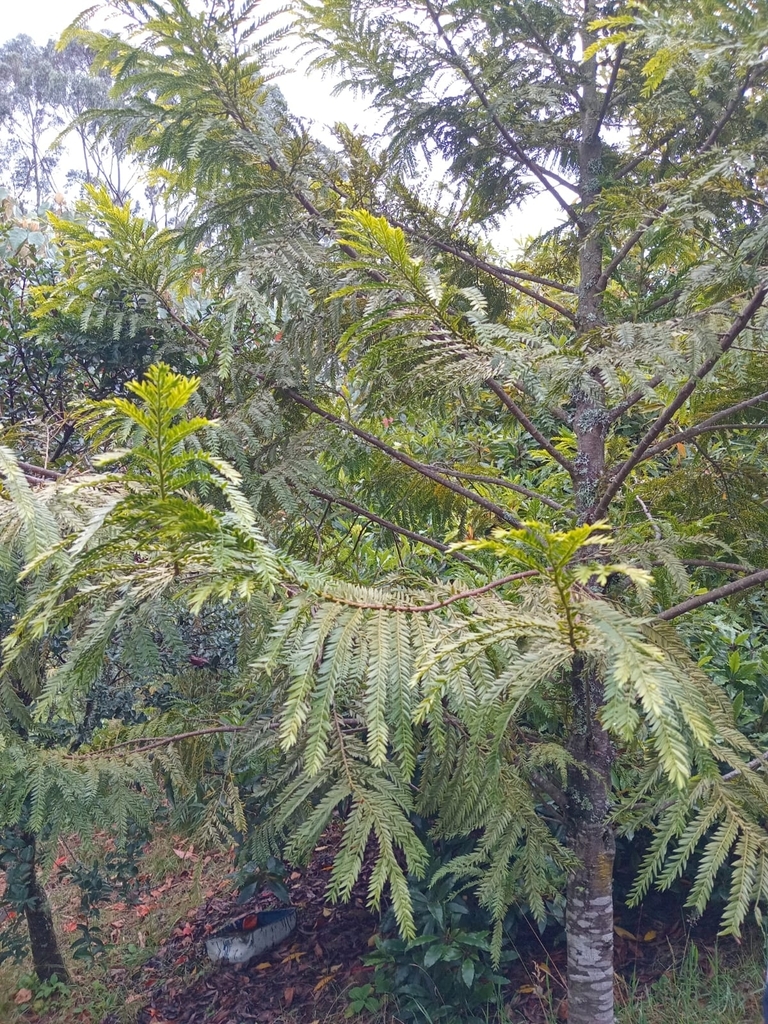 Retrophyllum rospigliosii from Carrera 15 este # 69 A - 04 sur, Bogotá ...