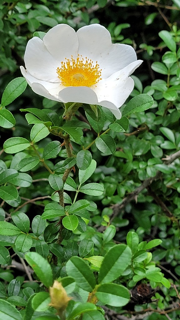 Macartney's rose from Harris County, TX, USA on April 28, 2024 at 03:31 ...