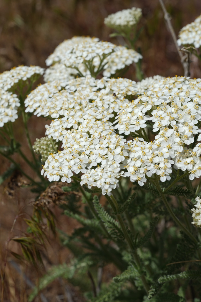 common yarrow from Wallula, WA, US on May 3, 2024 at 02:42 PM by ...