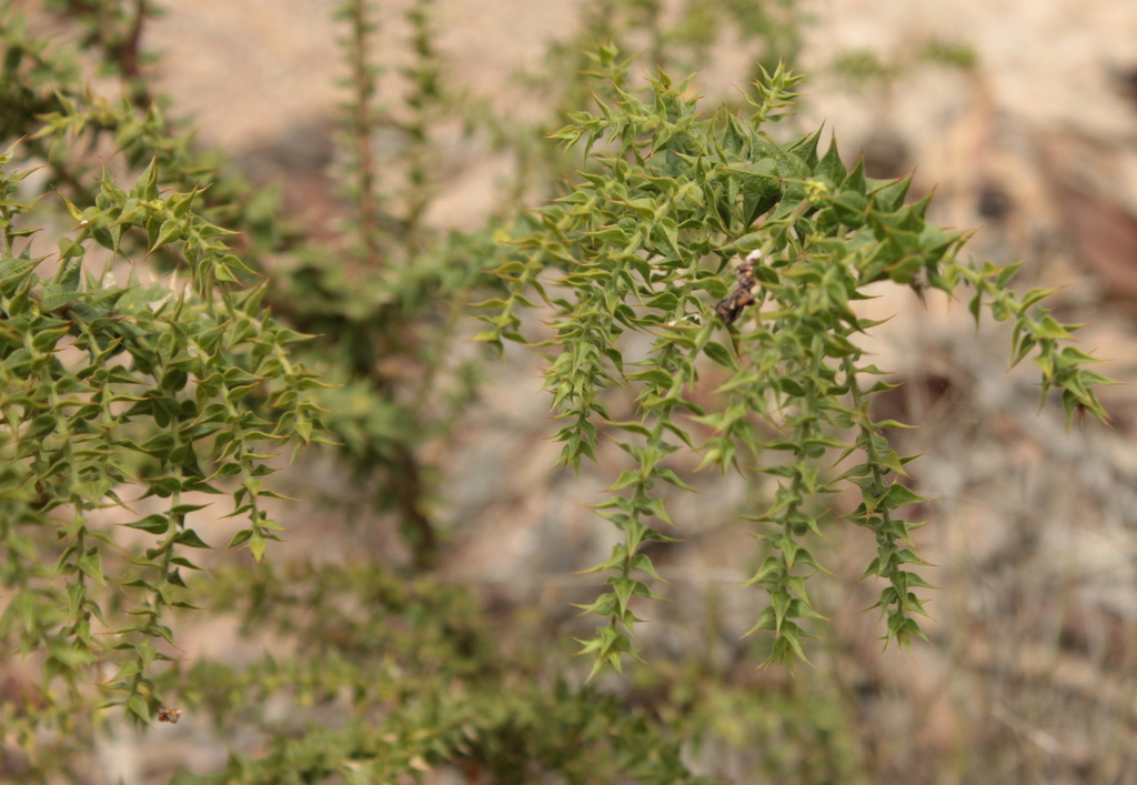 Daviesia villifera from Muirlea QLD 4306, Australia on January 15, 2023 ...