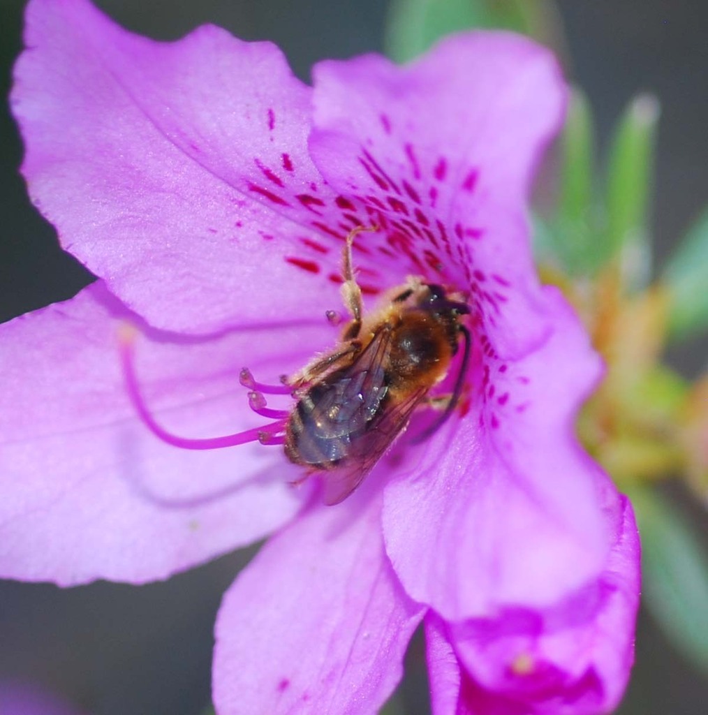 Longhorn Bees from Soheul-eup, Pocheon-si, Gyeonggi-do, South Korea on ...