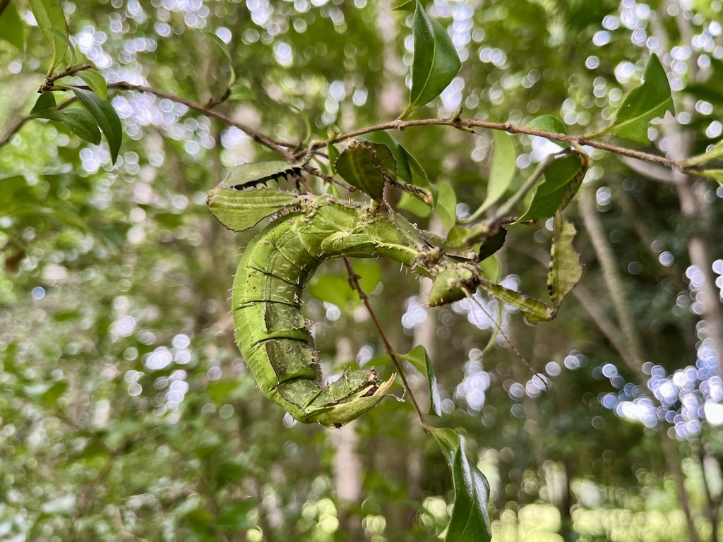 Spiny Leaf insect from Banks Street Reserve, Alderley, QLD, AU on May 3 ...