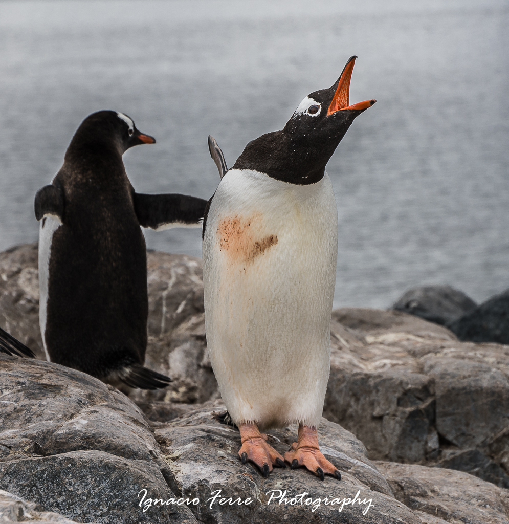Penguins (Spheniscidae) - Avian Discovery