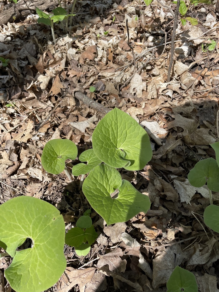 Canadian wild ginger from Nerstrand, MN, US on May 3, 2024 at 03:50 PM ...