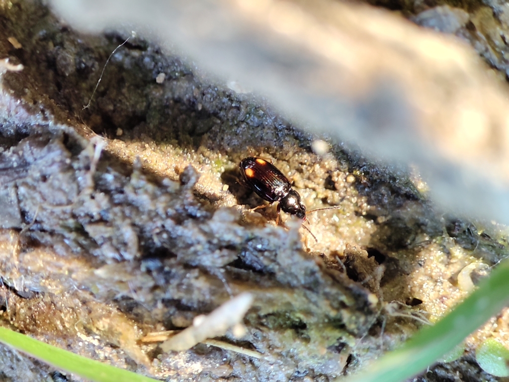 Elaphropus from Beijing, Beijing, CN on May 2, 2024 at 05:04 PM by ...