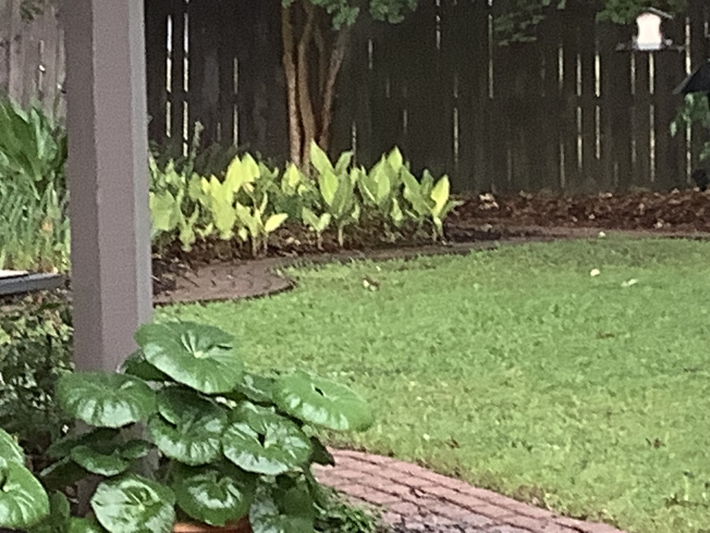 Brown Thrasher from Lancelot Dr, Baton Rouge, LA, US on April 29, 2024 ...