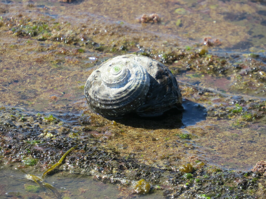 Rough turban shell from Warringah, AU-NS, AU on August 17, 2020 at 01: ...