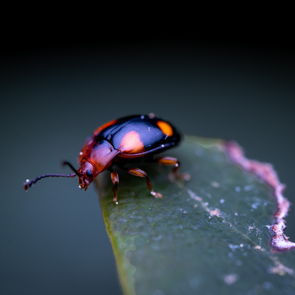 Mycetina in May 2024 by Claus Giloi · iNaturalist
