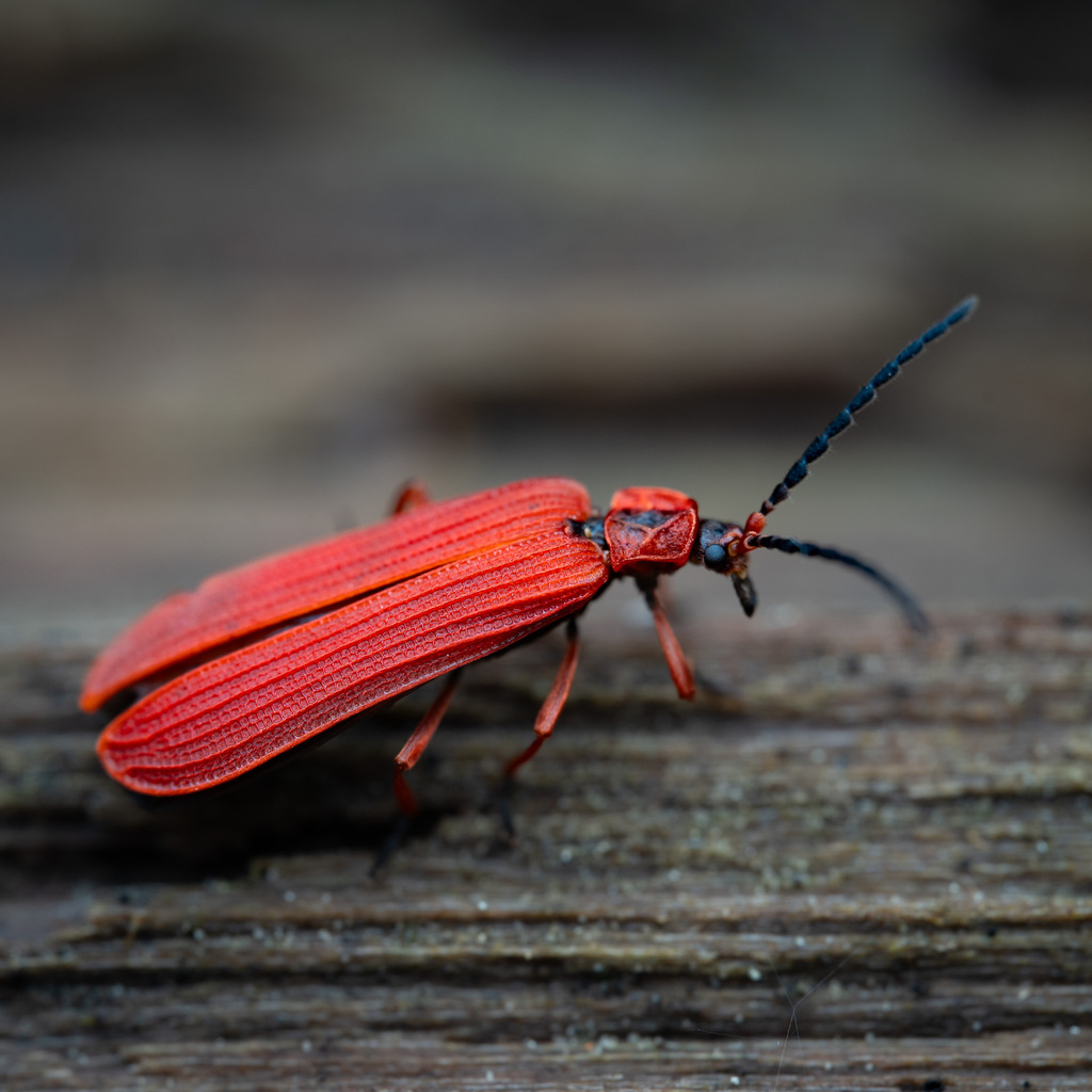 Red Net-winged Beetle in May 2024 by Claus Giloi · iNaturalist