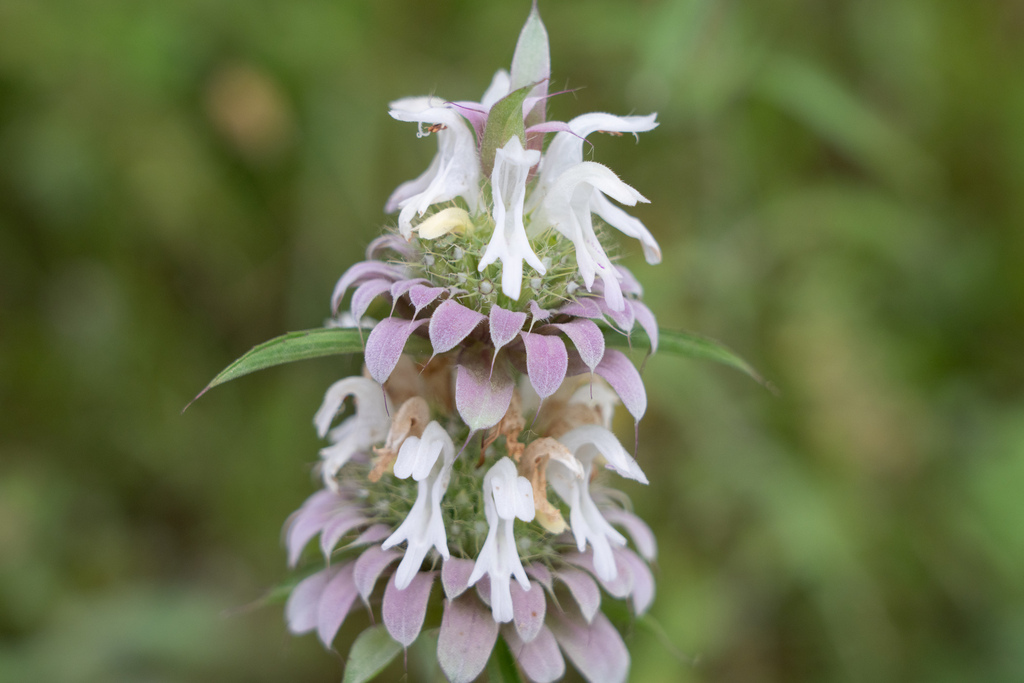 lemon beebalm from Bastrop County, TX, USA on May 2, 2024 at 08:48 AM ...